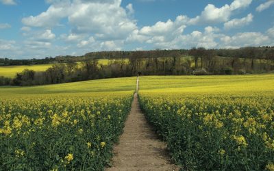 In sunlight and in shadow: walking the Ridgeway… | Cicerone Press